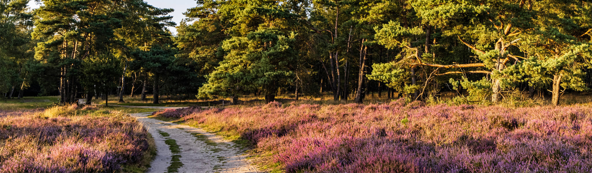 Helden van de Heide | Nieuwbouw in Ede